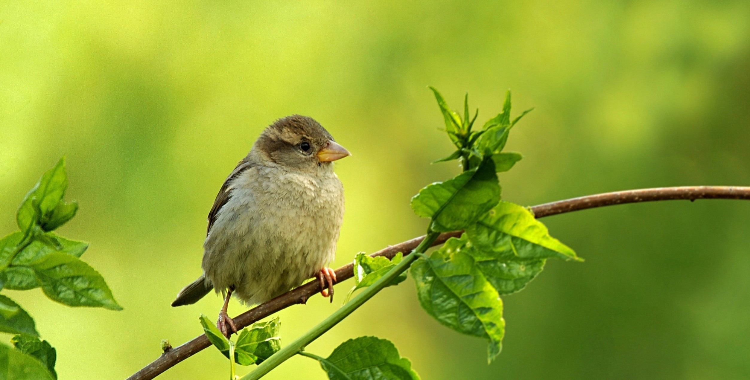 How to Choose a Bird Box for your outdoor space – Gardenesque